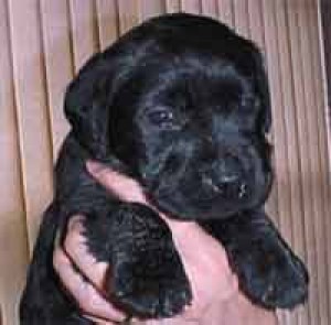 Stáj Brezová lúka - Voľné obrázky - Fotky psíkov